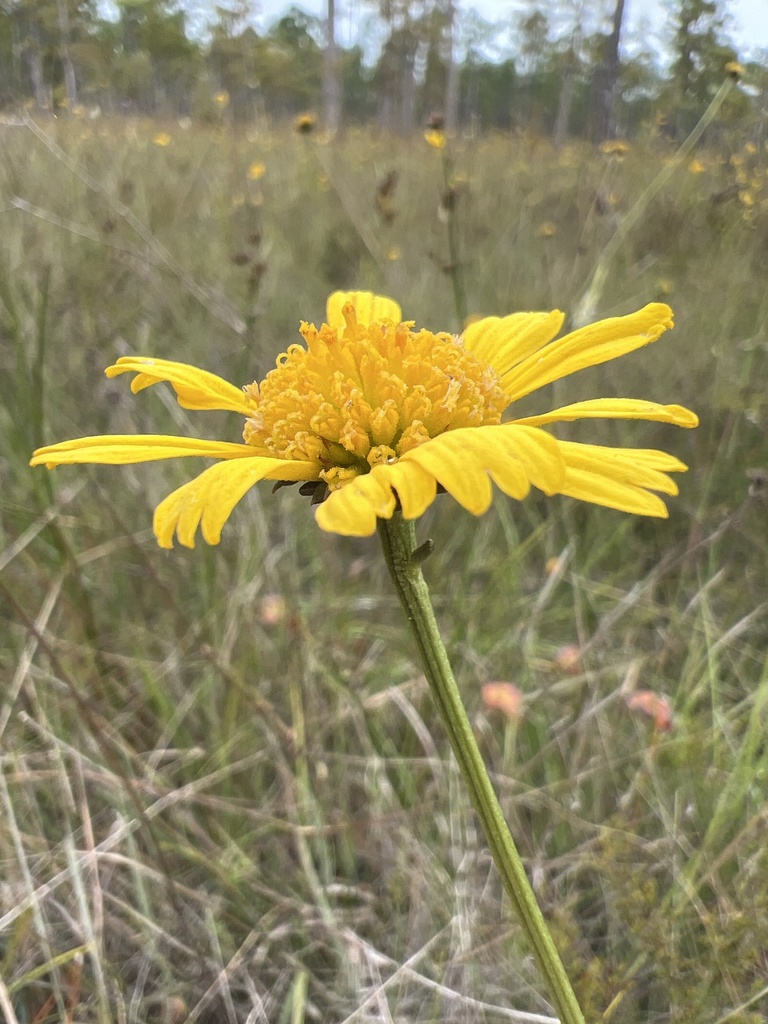 oneflower honeycombhead in October 2024 by Alan Weakley · iNaturalist