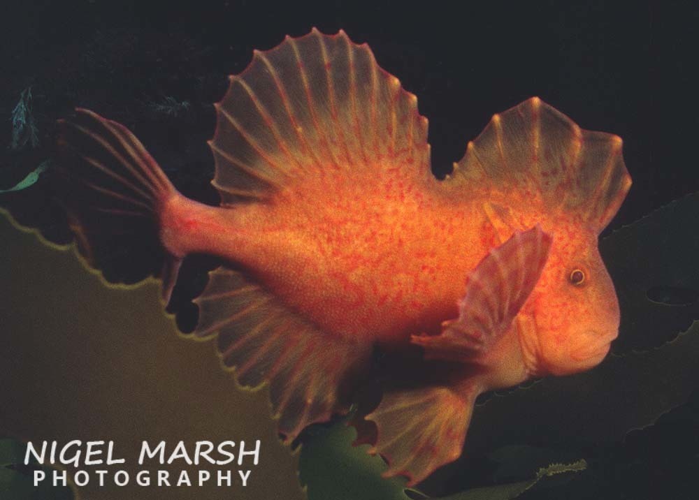Red Velvetfish from Flinders VIC 3929, Australia on February 16, 1992 ...