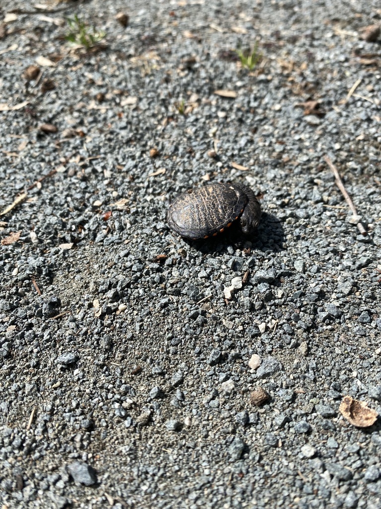 Eastern Snake-necked Turtle from Cussen Park, Tatura, VIC, AU on ...