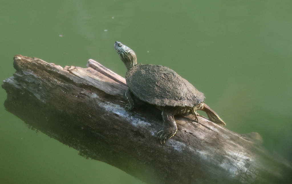 Cagle's Map Turtle in September 2024 by joshua_uffman · iNaturalist