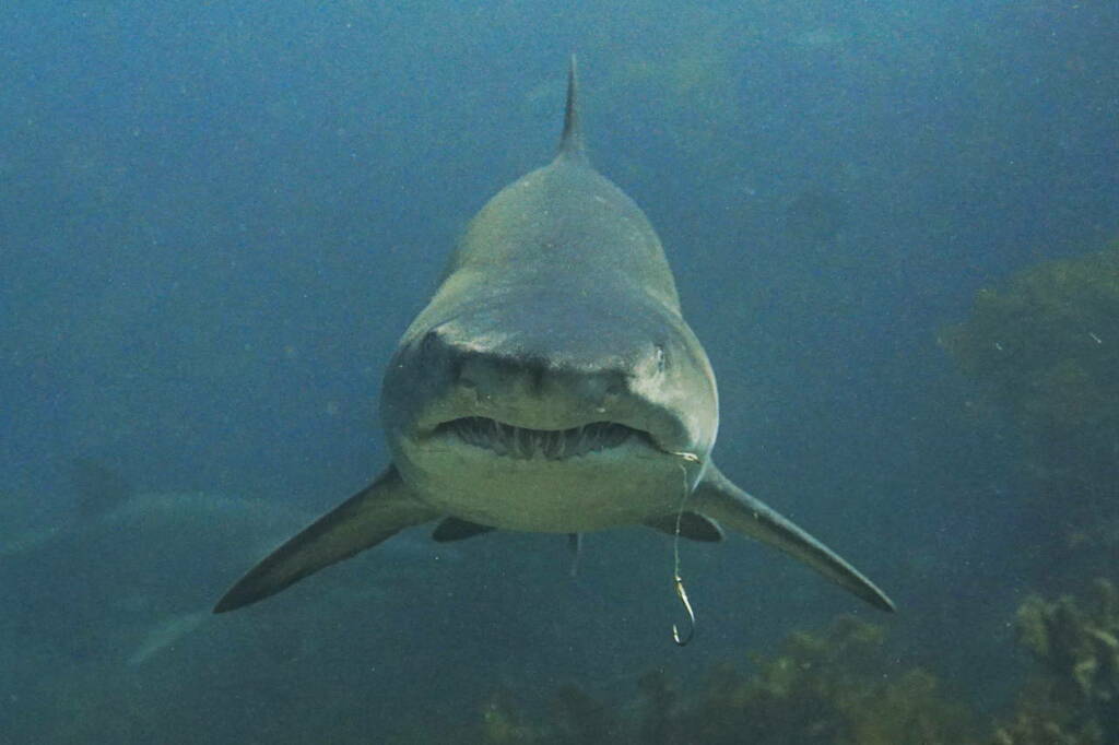 Sand Tiger Shark from Bushrangers Bay, Bass Point Tourist Rd, Shell ...