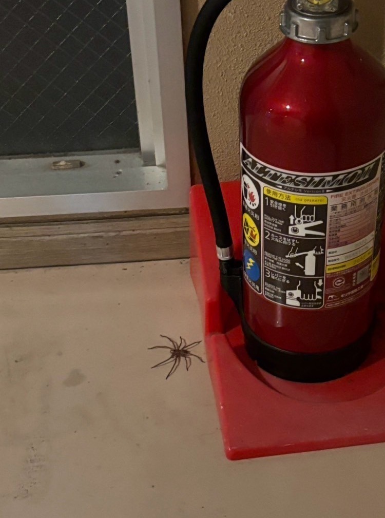 Pantropical Huntsman Spider from Nishiyama, Nagasaki, 850-0001, Japan ...