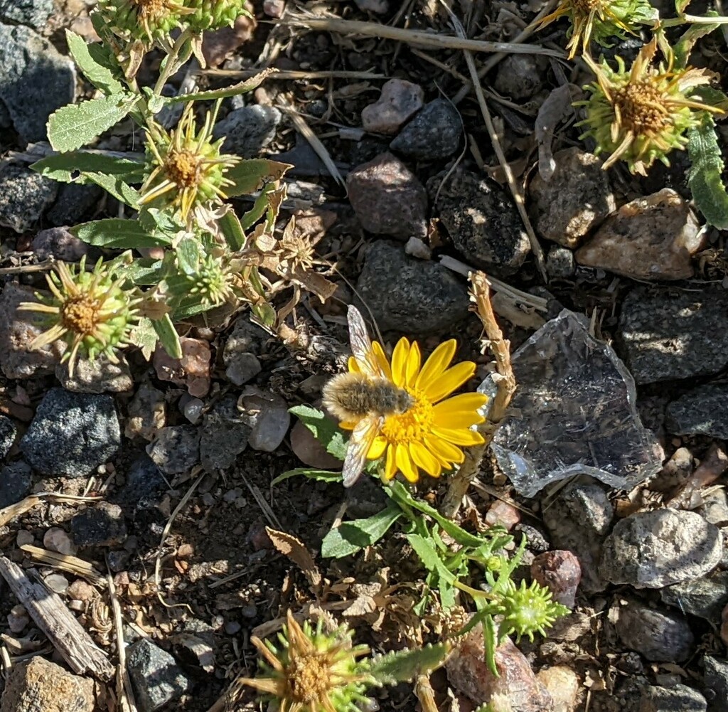 Bee Flies from Sunnyside, Denver, CO 80211, USA on October 4, 2024 at ...