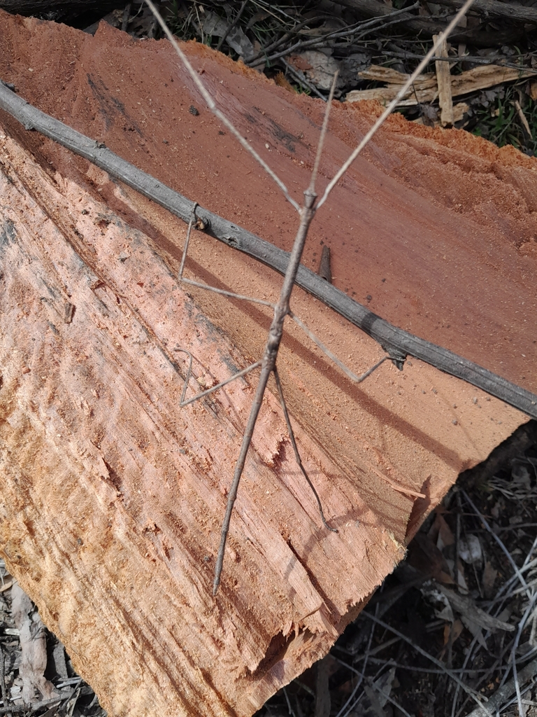 Margin-winged Stick Insect from Tallong NSW 2579, Australia on October ...