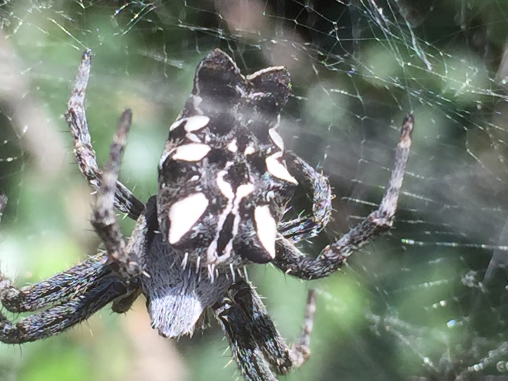 Tropical Tent-web Spider from Riserva Naturale Torre Guaceto, Carovigno ...