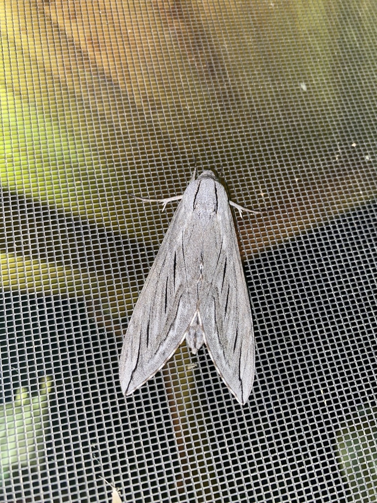 Great Ash Sphinx from Coronado National Forest, San Simon, AZ, US on ...