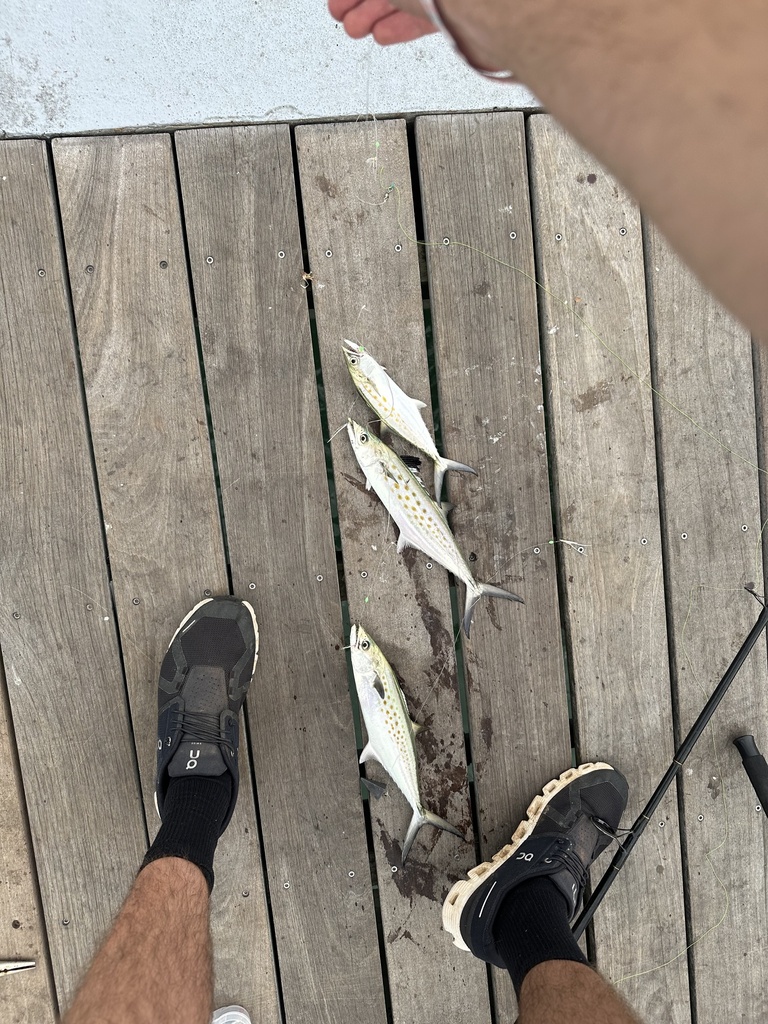 Atlantic Spanish Mackerel from Gulf State Park - Headquarters, AL, US ...