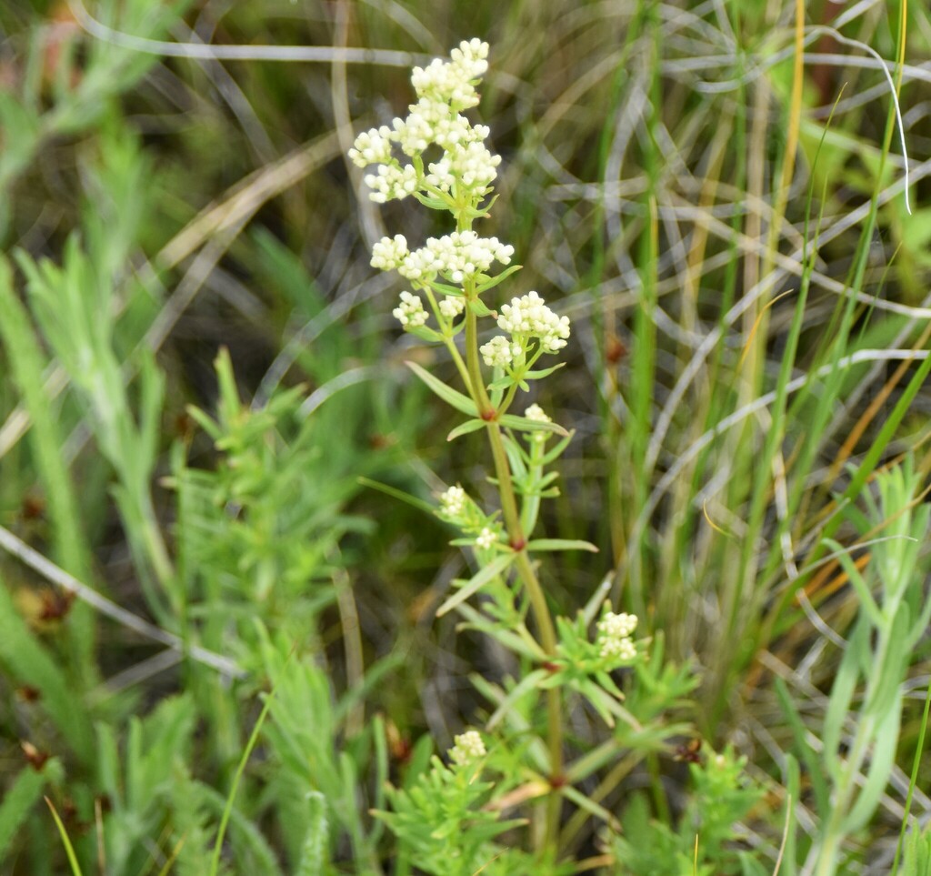 Northern Bedstraw from U Of S Lands East Management Area, Saskatoon, SK ...