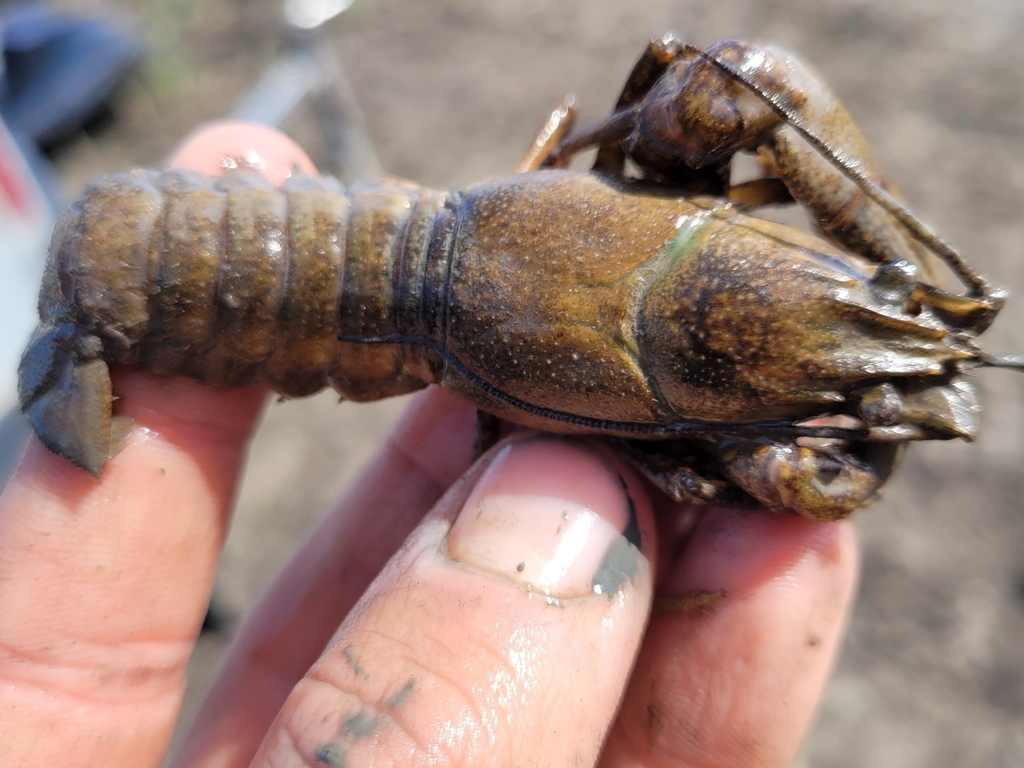 Northern Clearwater Crayfish in October 2024 by Sam Turner. Odd habitat ...