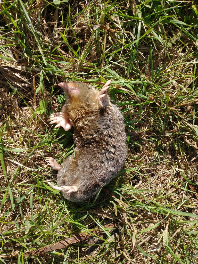 Eastern Mole from Channahon, IL 60410, USA on October 2, 2024 at 09:23 ...