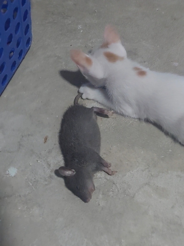 Lesser Bandicoot-rat from Mahaaungmyay, Mandalay, Myanmar (Burma) on ...