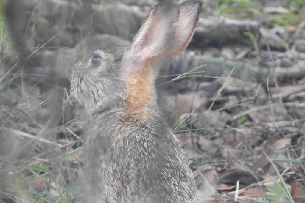 Chinese Hare from 中国浙江省嘉兴市海宁市 on October 5, 2024 at 12:19 PM by Lin ...