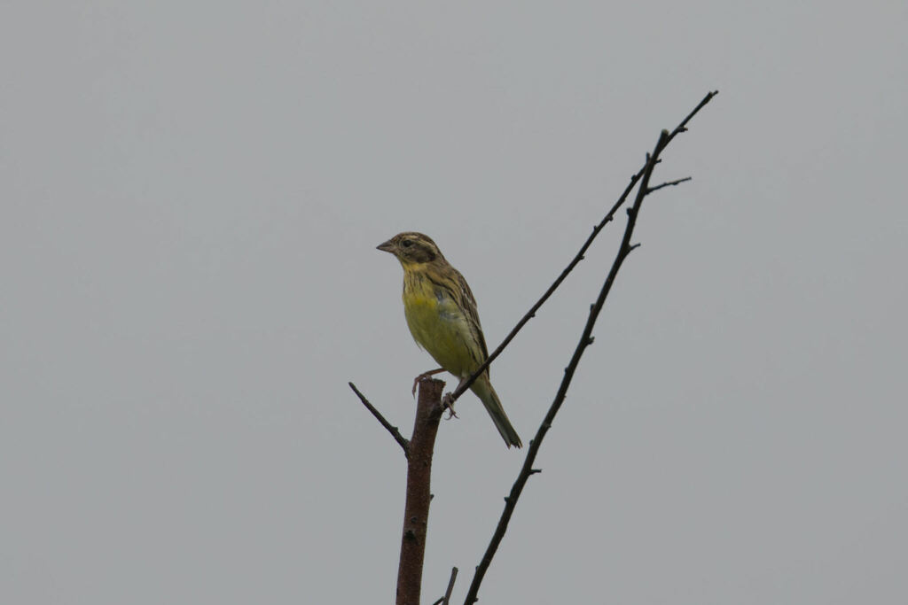 Yellow-breasted Bunting from 中国浙江省杭州市余杭区 on October 6, 2024 at 08:39 AM ...