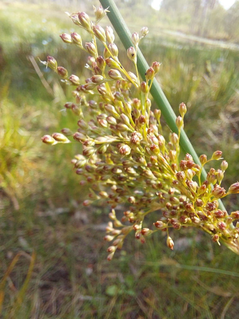 australian rush in October 2024 by Alex Kenins · iNaturalist