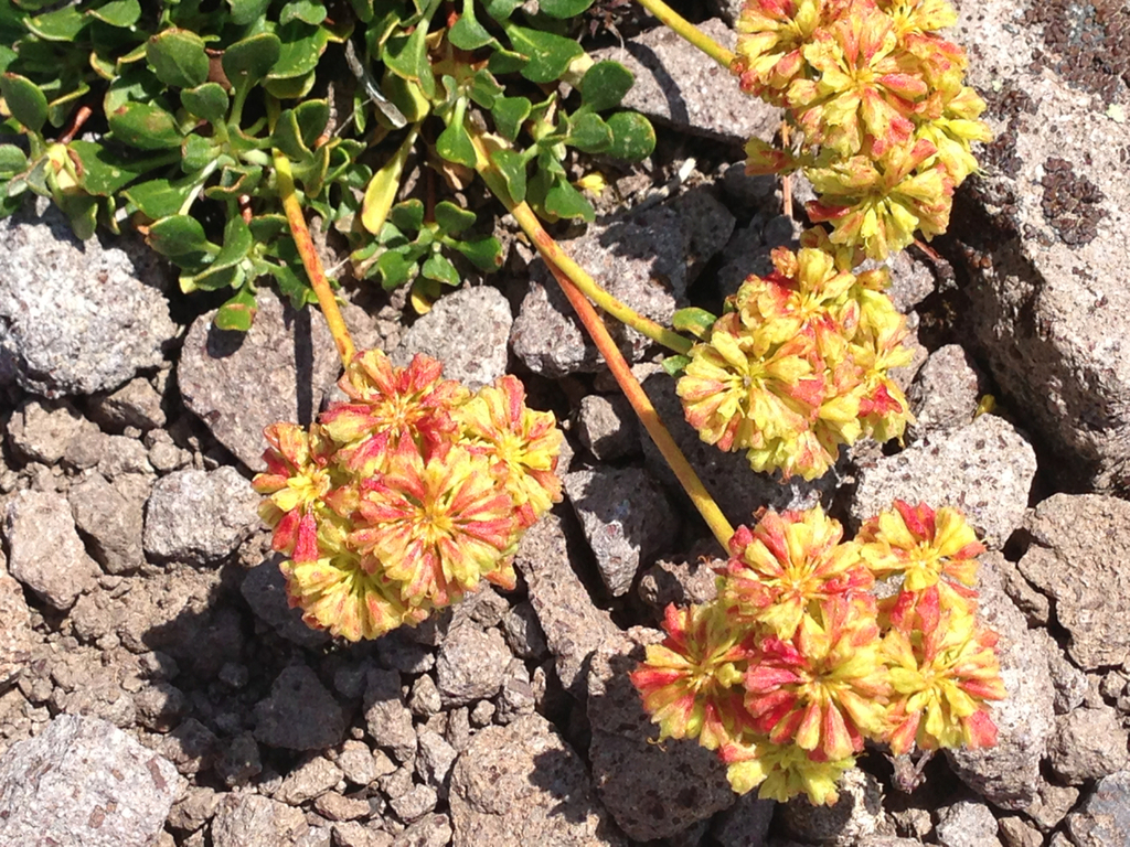coville's sulphur flower ((Most) Wildflowers of Sagehen Creek Basin, CA ...