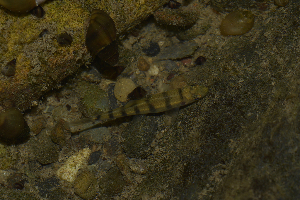 Acrossocheilus kreyenbergii from 中国安徽省池州市石台县 on October 4, 2024 at 10: ...