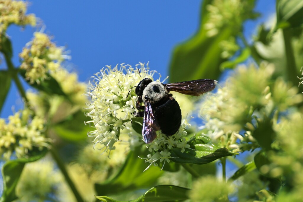 Pale-thorax Carpenter Bee from Islands, HK on October 4, 2024 by gary ...
