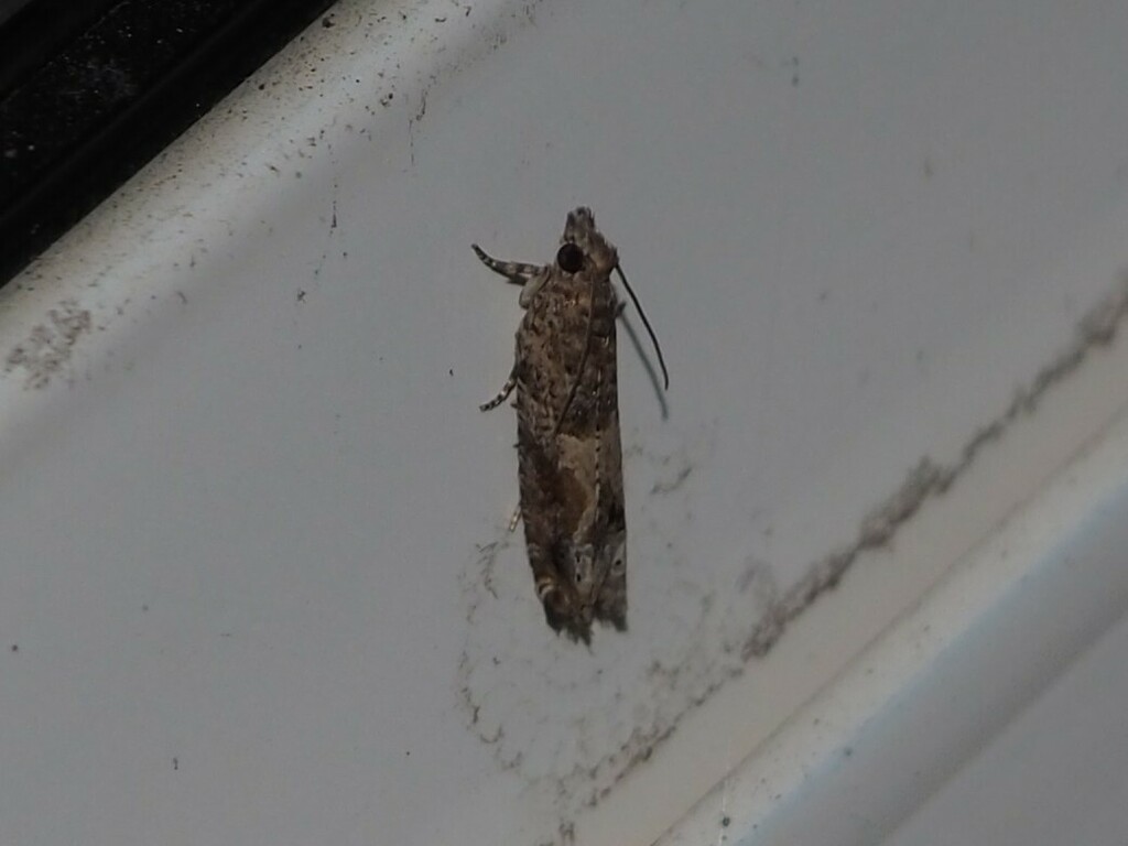 Cotton Tipworm Moth from Valla NSW 2448, Australia on September 20 ...