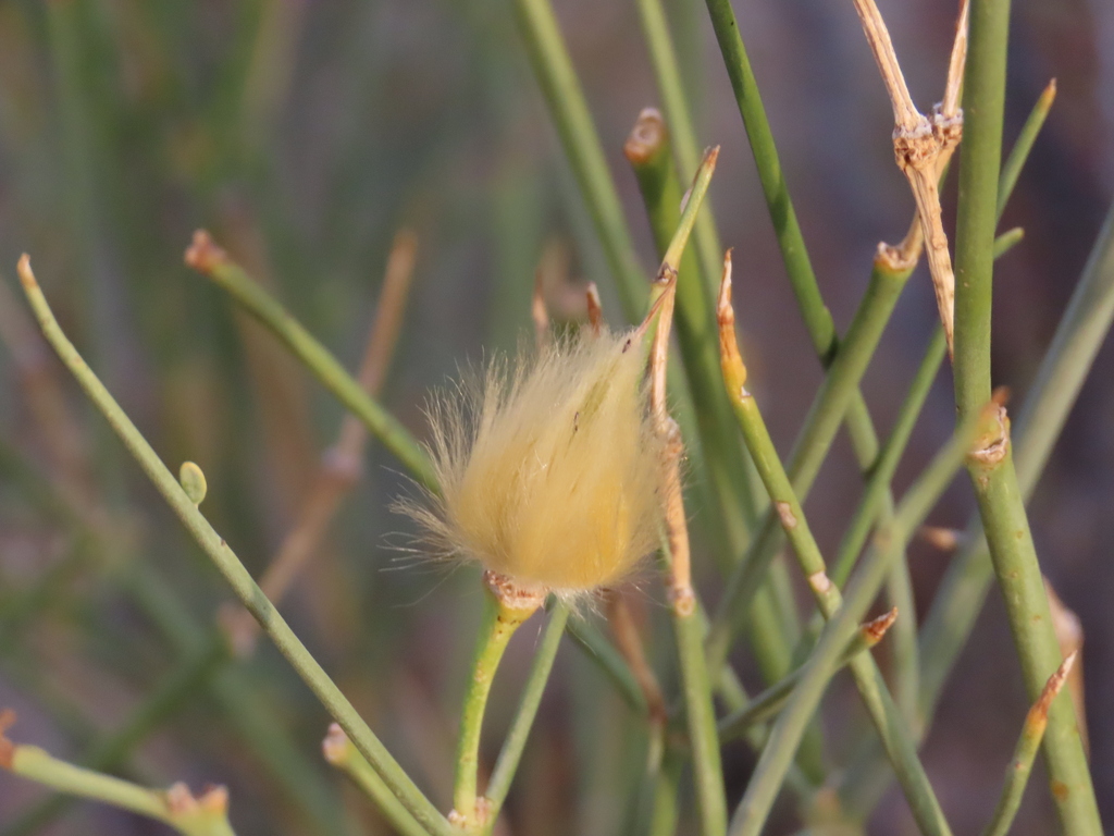 Desert Broom from Karas Region, Namibia on September 23, 2024 at 07:55 ...