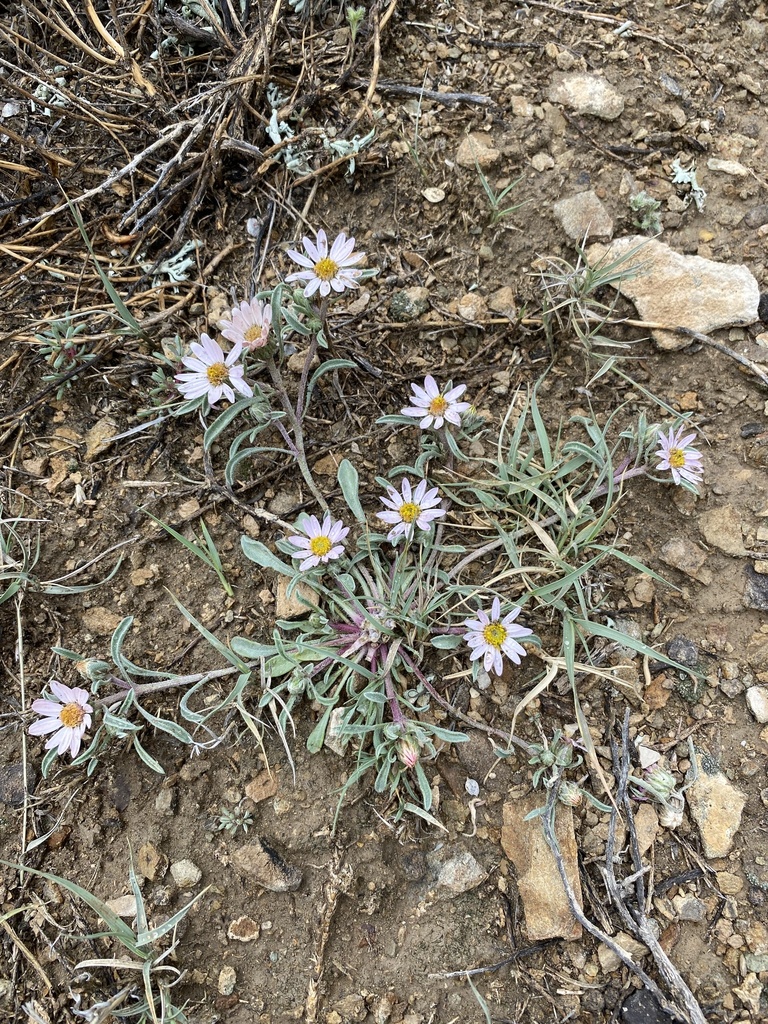 Hairy Ground-Daisy from Duchesne, UT, US on June 14, 2023 at 02:12 PM ...