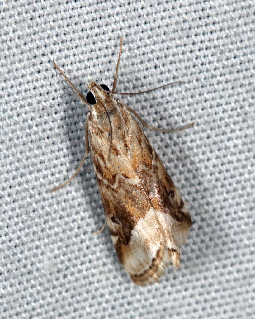 cabbage centre grub from Flinders Ranges SA 5434, Australia on ...