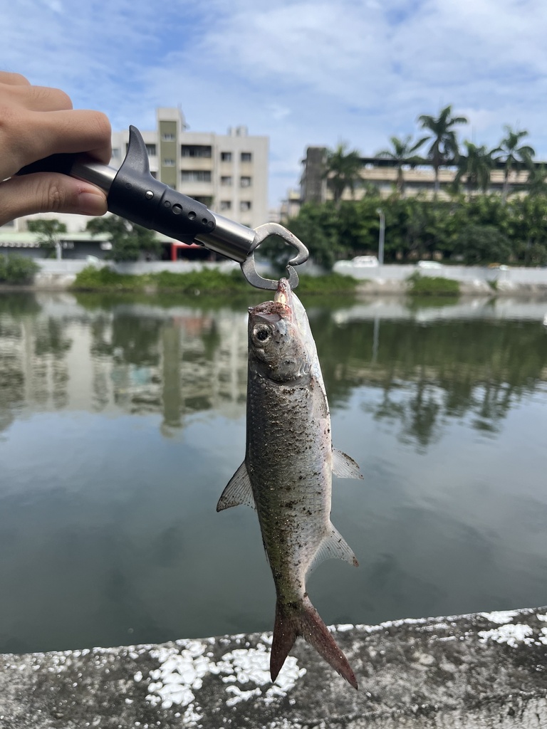 Indo-Pacific Tarpon from 日新溪, 南區, TNN, TW on October 5, 2024 at 10:47 ...