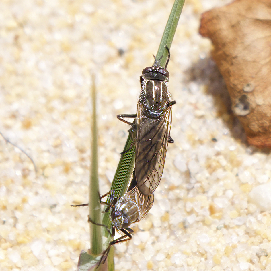 Anabarhynchus from Tuross Head NSW 2537, Australia on October 6, 2024 ...
