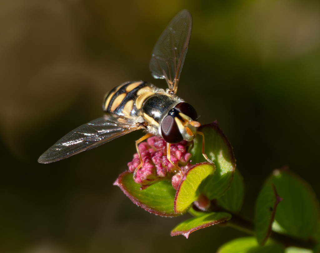 Yellow-shouldered Stout Hover Fly from Wonboyn NSW 2551, Australia on ...