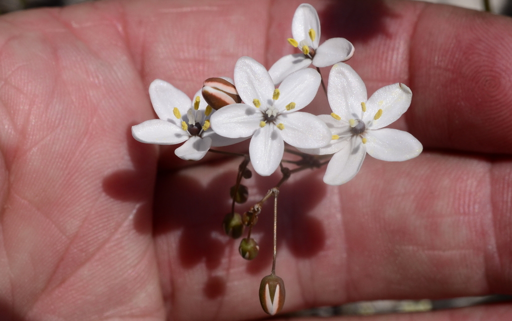 Drought Spookasem from West Coast District Municipality, South Africa ...