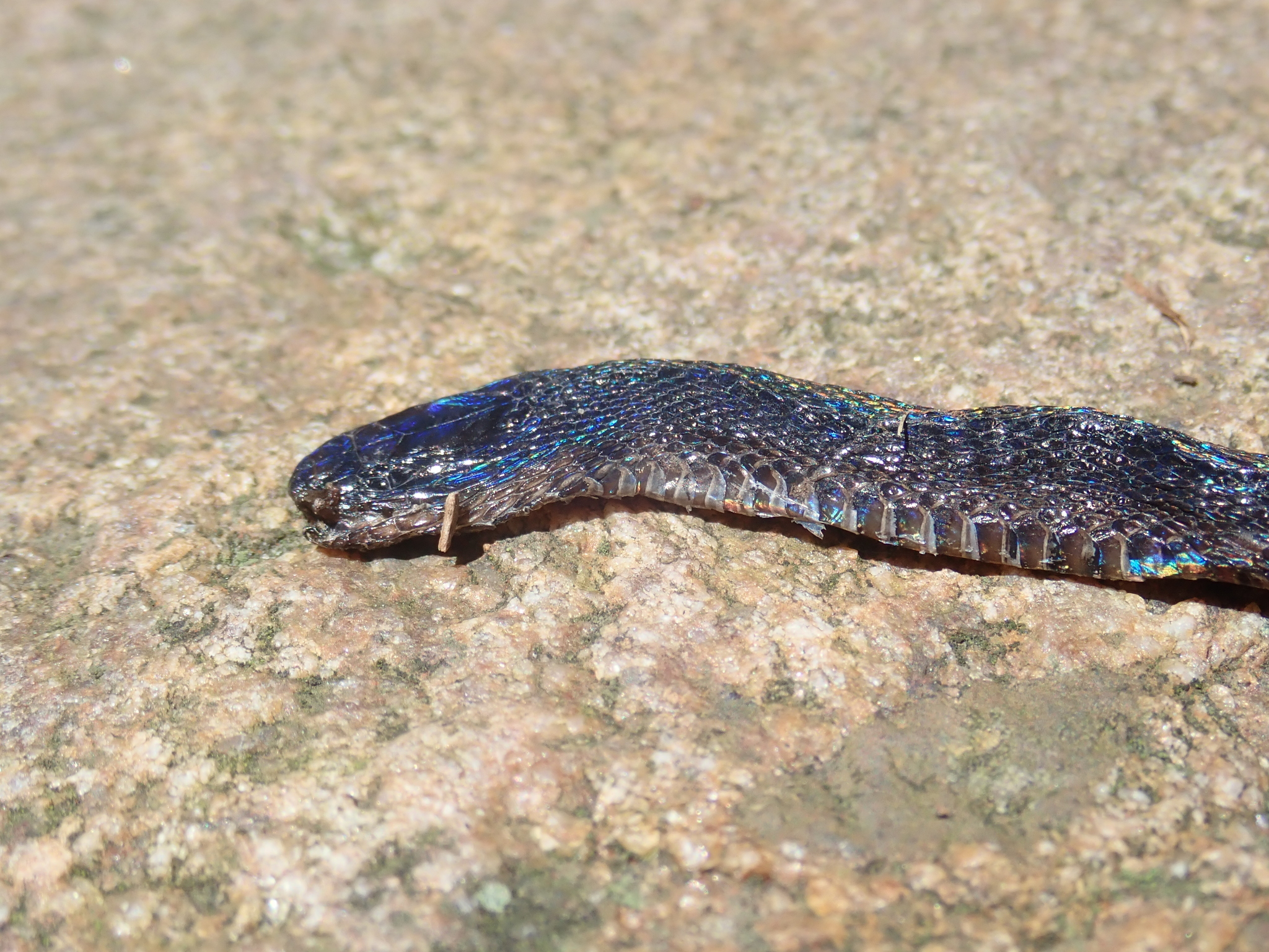 Achalinus formosanus Boulenger, 1908