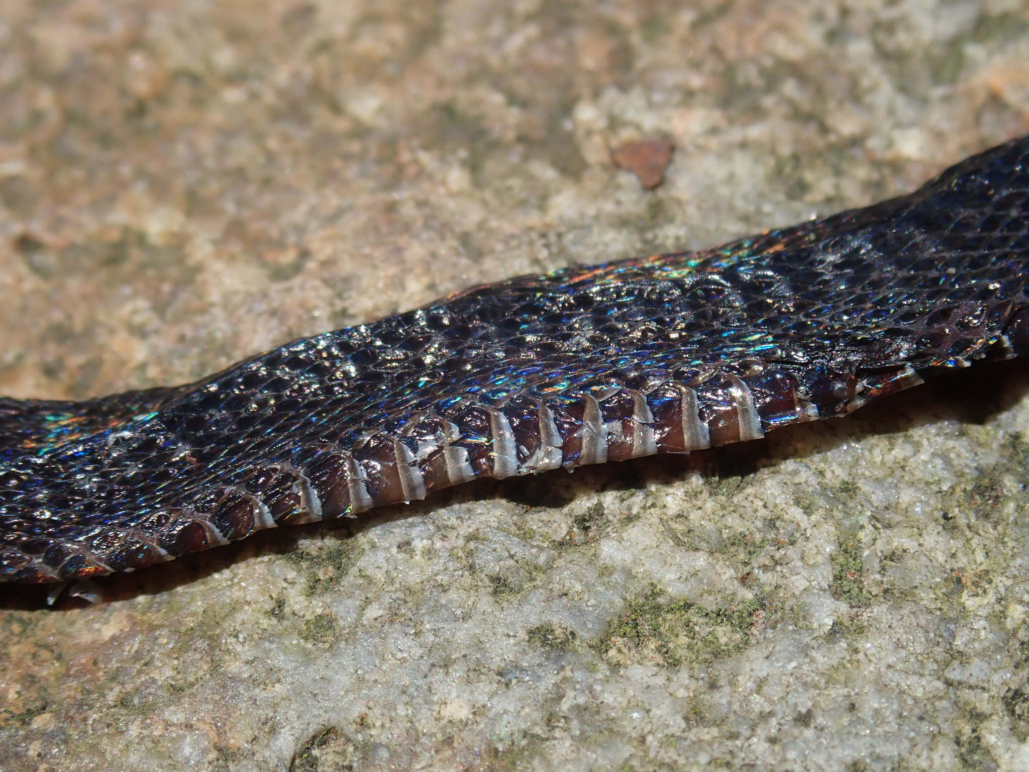 Achalinus formosanus Boulenger, 1908