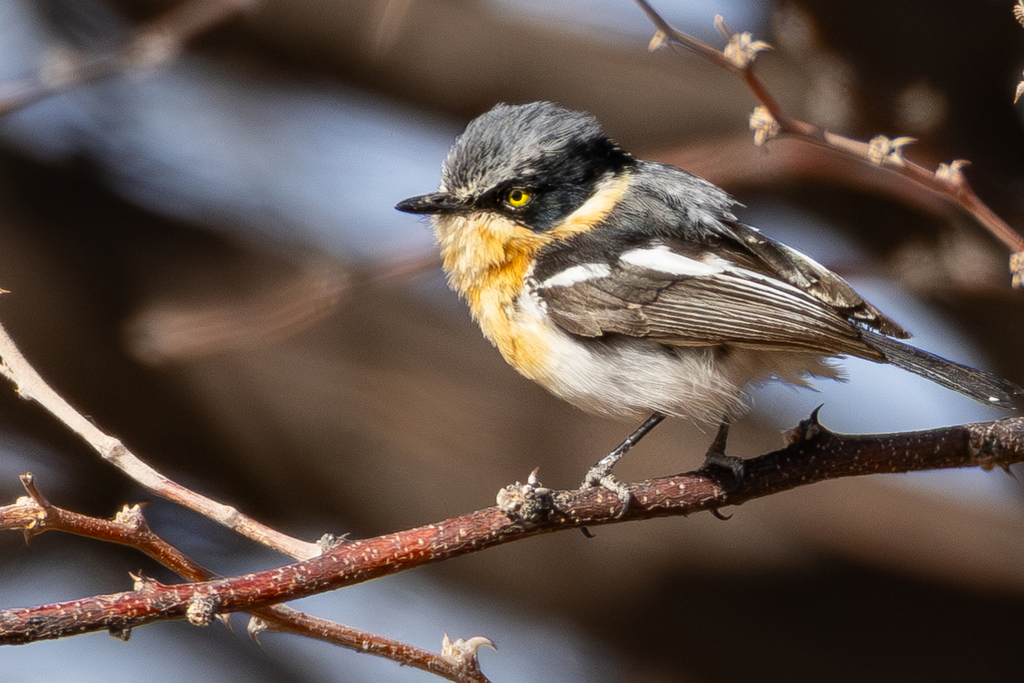 Pririt Batis from Kgalagadi South, Botswana on September 19, 2024 at 09 ...