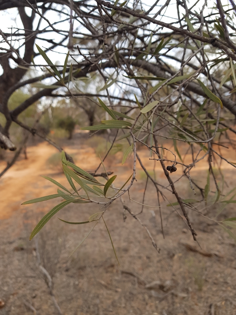 Cattle Bush from Unincorp. Riverland, AU-SA, AU on July 01, 2019 at 03: ...