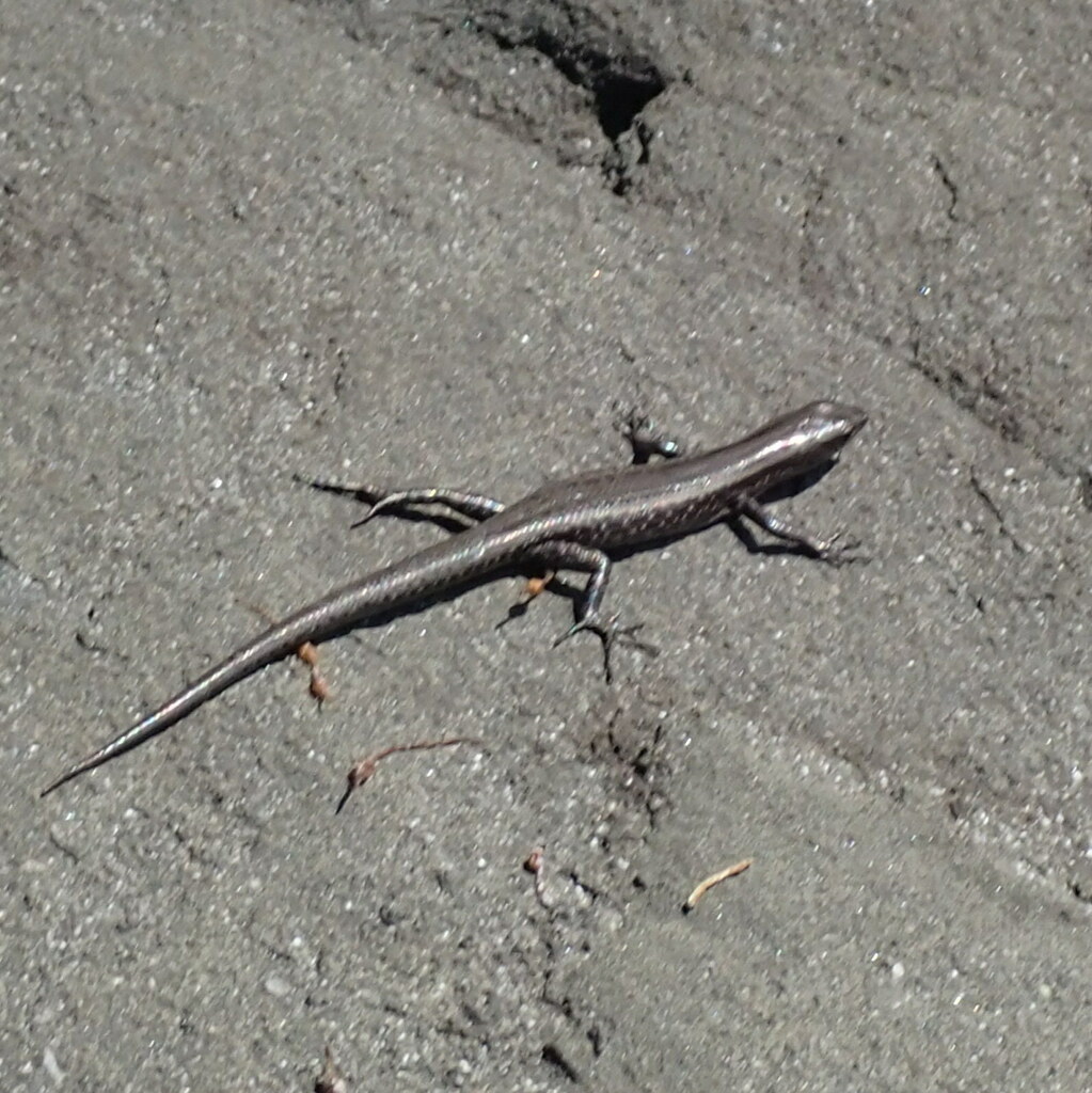 New Caledonian Shore Skink from N'Géa, Nouméa 98800, Nouvelle-Calédonie ...