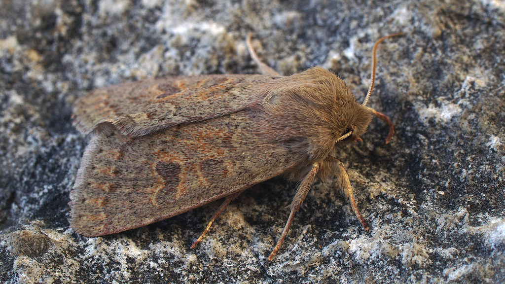 Blossom Underwing from Stupinskiy rayon, RU-MS, RU on April 3, 2024 at ...