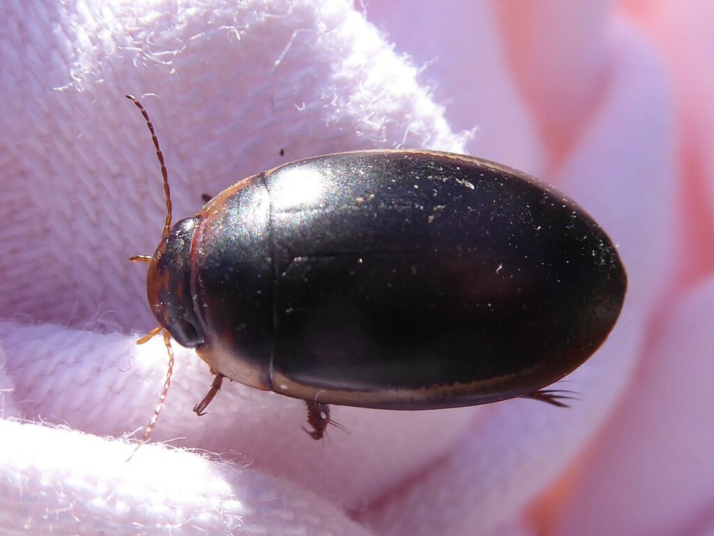 Hydaticus seminiger from Bergedorf, Deutschland on October 5, 2024 at ...