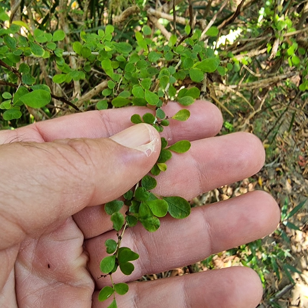 Brush Sauropus from Mount Delaney QLD 4514, Australia on October 6 ...