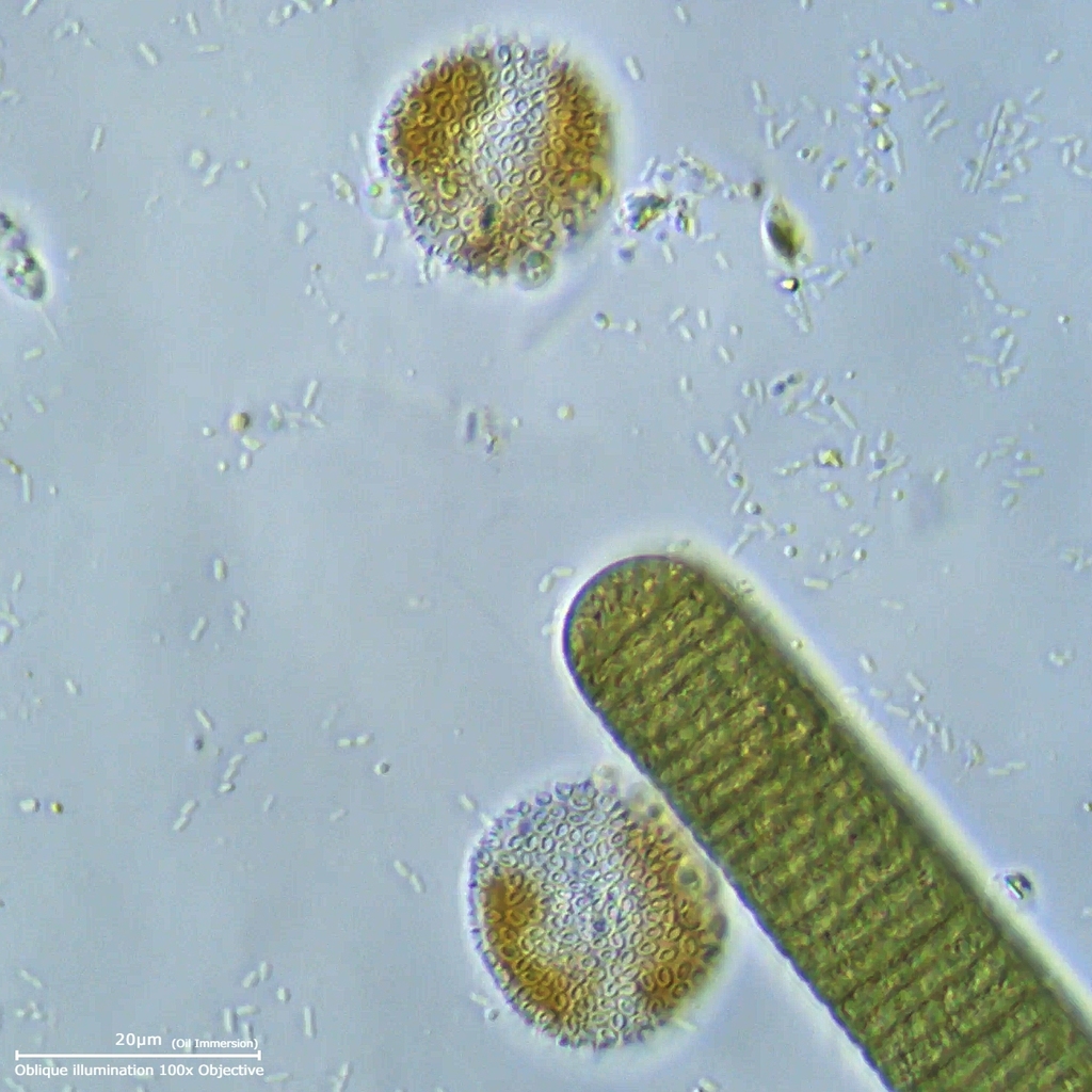 Hymenomonas roseola from Среднерогатский пруд, Санкт-Петербург, Россия ...