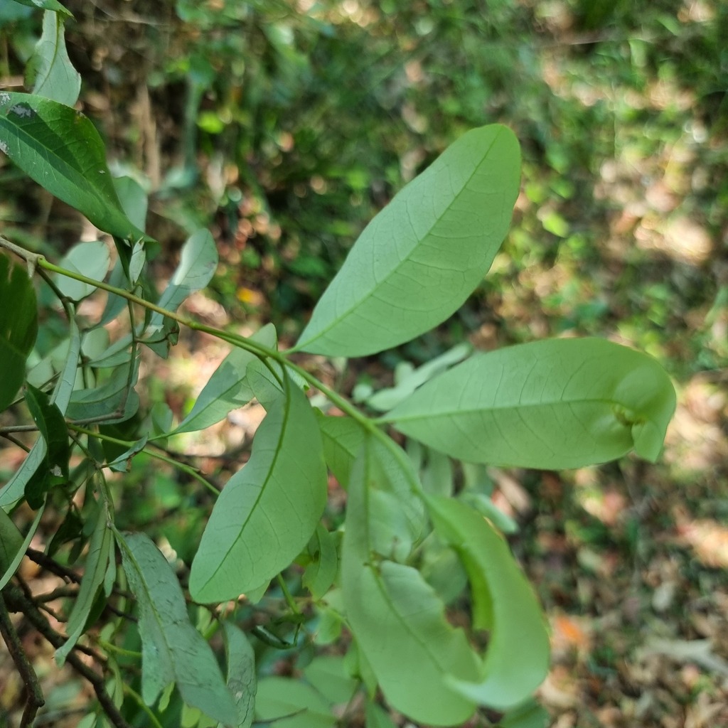 Guioa from Mount Delaney QLD 4514, Australia on October 6, 2024 at 10: ...