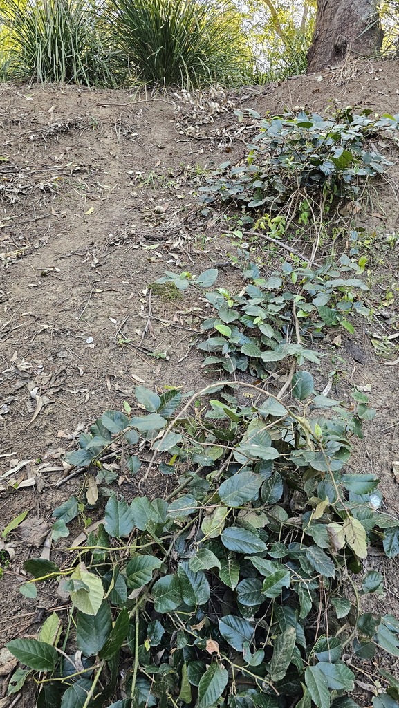 Kangaroo Vine from Brisbane QLD, Australia on June 13, 2024 at 03:07 PM ...