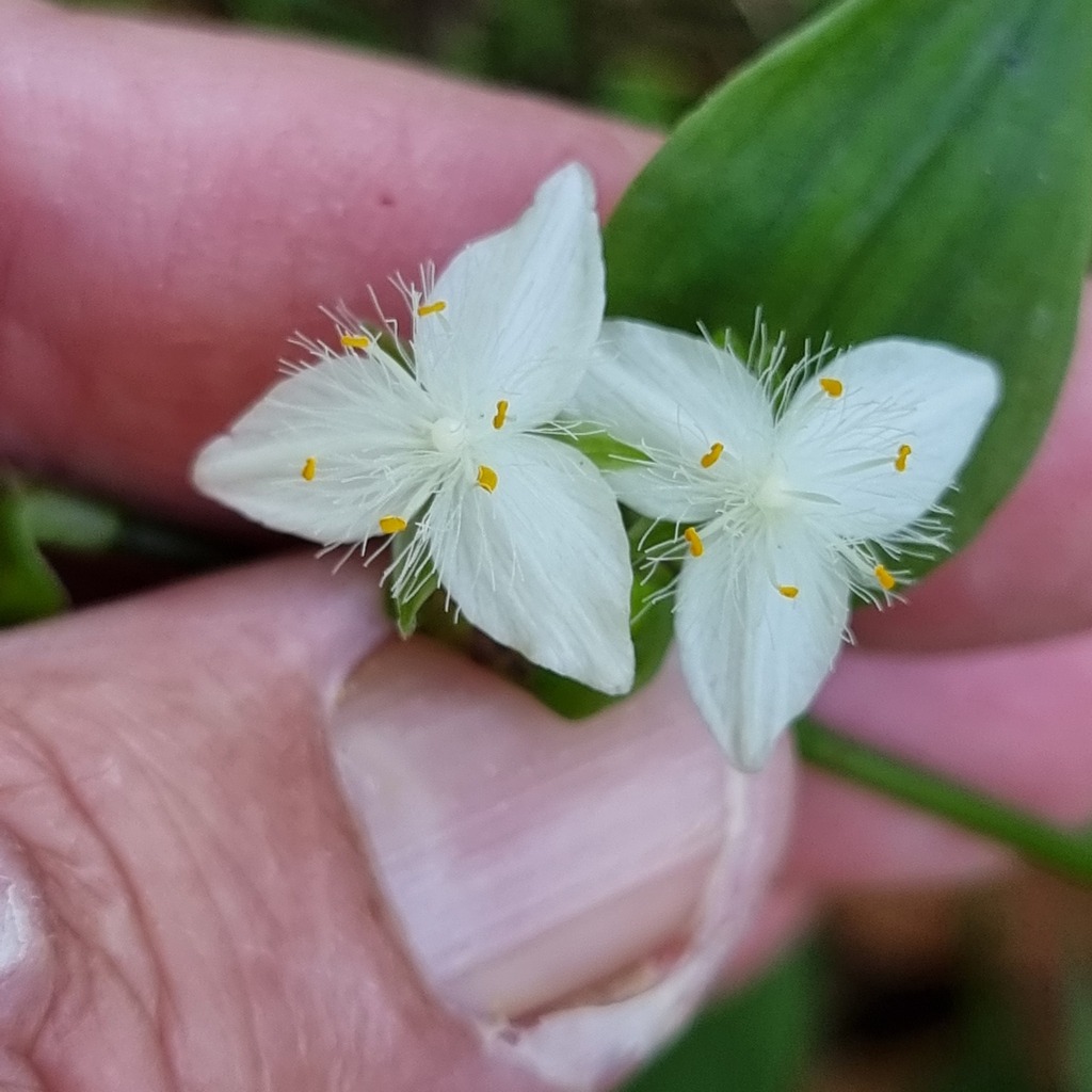 small-leaf spiderwort from Mount Delaney QLD 4514, Australia on October ...