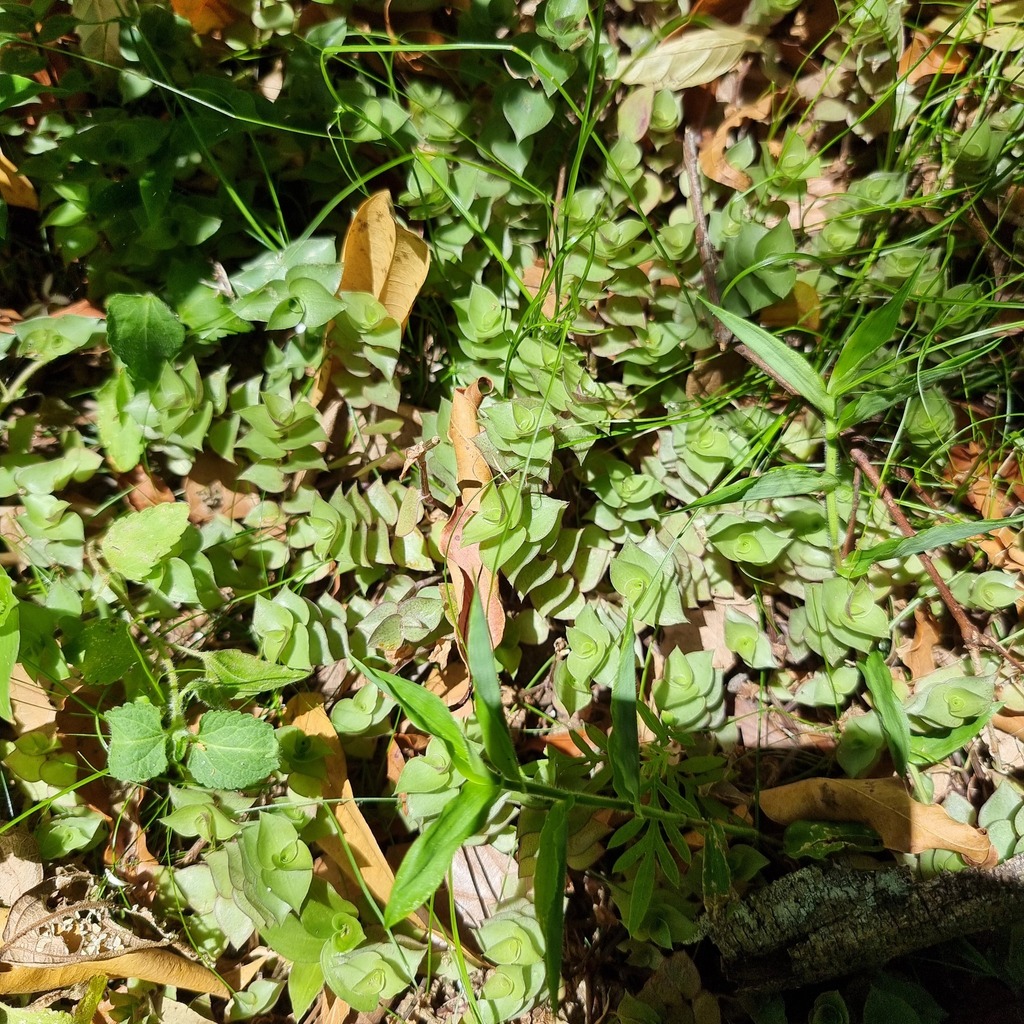 Turtle Vine from Mount Delaney QLD 4514, Australia on October 06, 2024 ...