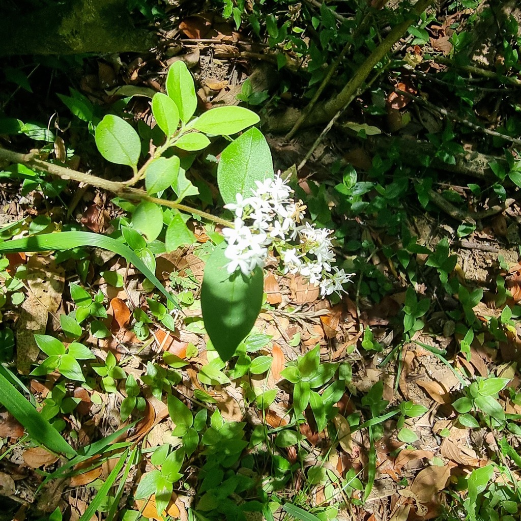 Chinese privet from Mount Delaney QLD 4514, Australia on October 6 ...