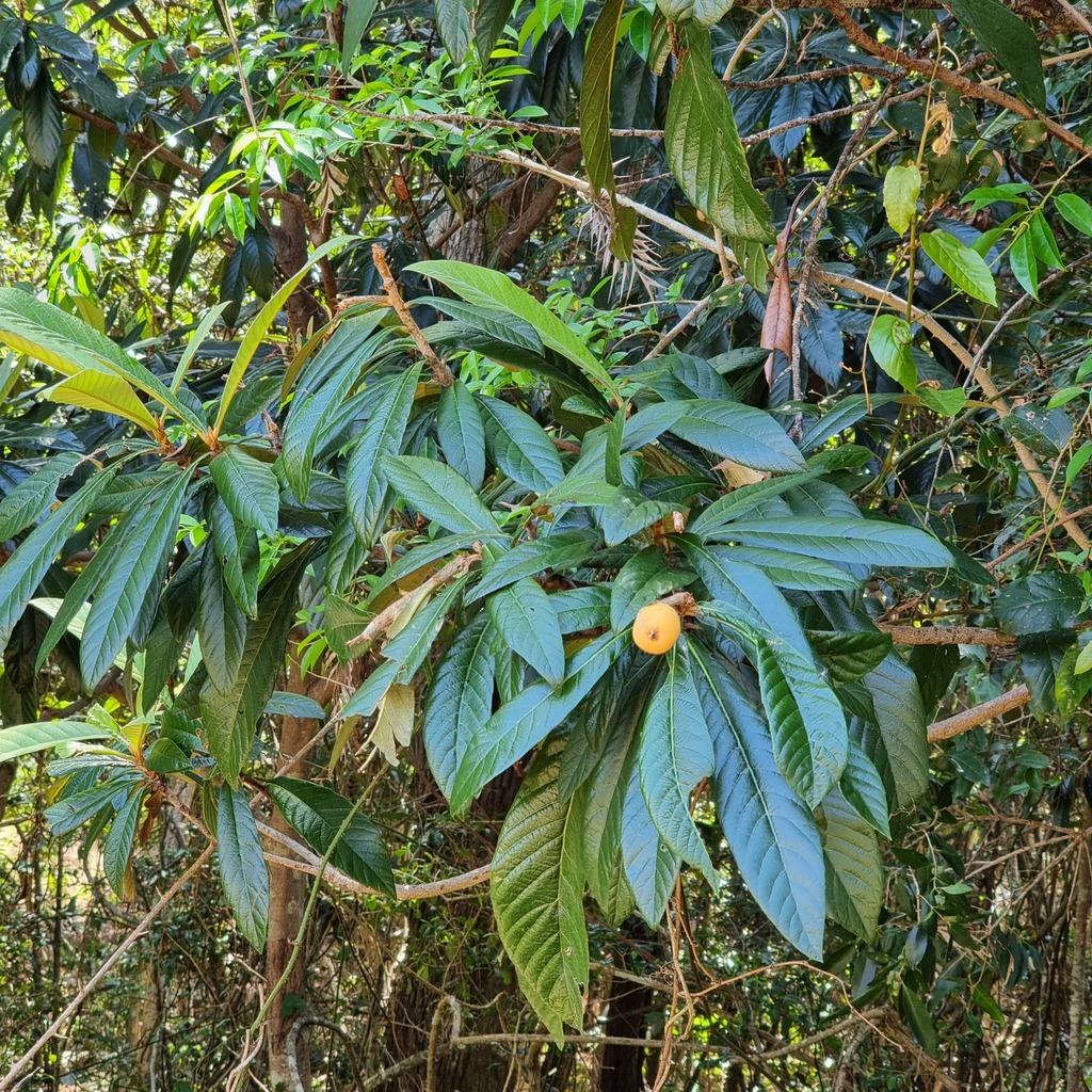 Loquat from Mount Delaney QLD 4514, Australia on October 6, 2024 at 11: ...