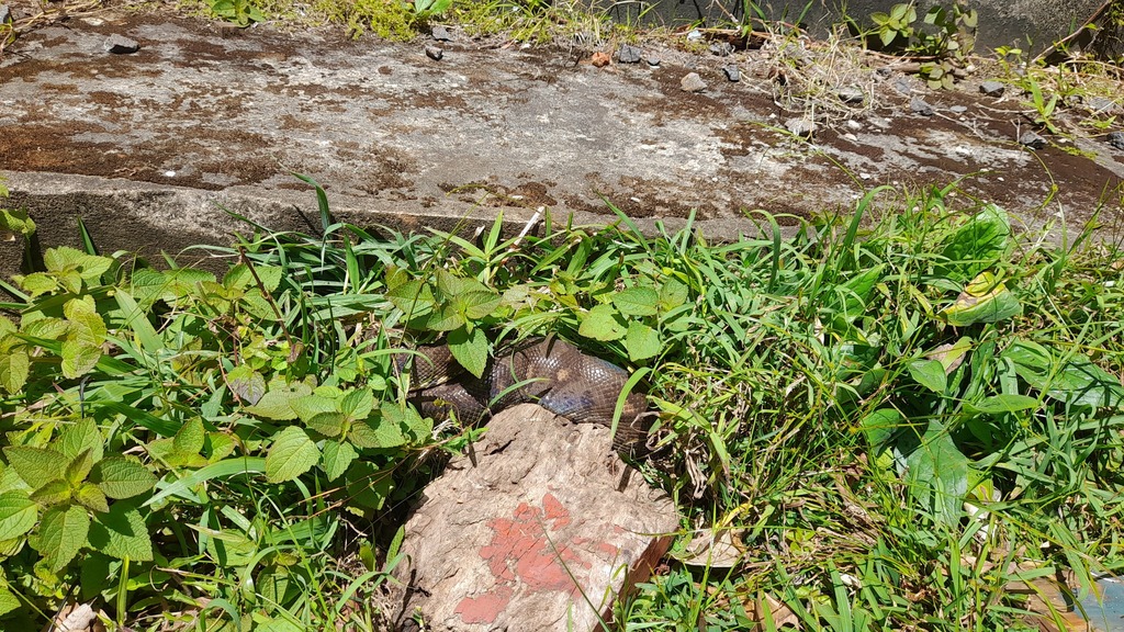 Madagascan Boas from 95M2+82J Montagne D'Ambre nationalpark ...