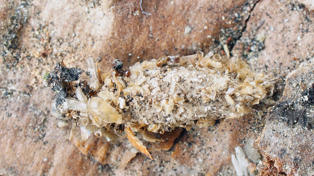 Narrow Lichen Case-bearer from Зарайский р-н, Московская обл., Россия ...