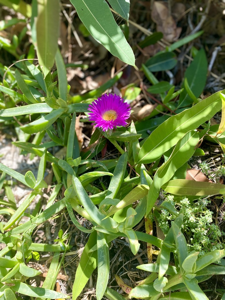 Angular Sea-fig from Pacific Bvd, Rainbow Beach, QLD, AU on October 6 ...