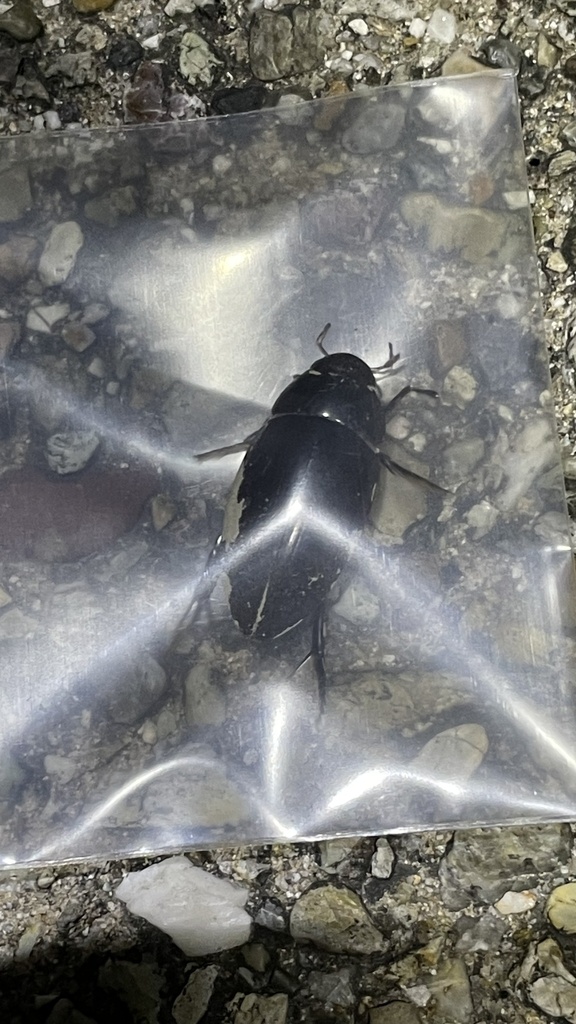 Hydrophilus bilineatus caschmirensis in October 2024 by tofuinsect. 水昆 ...