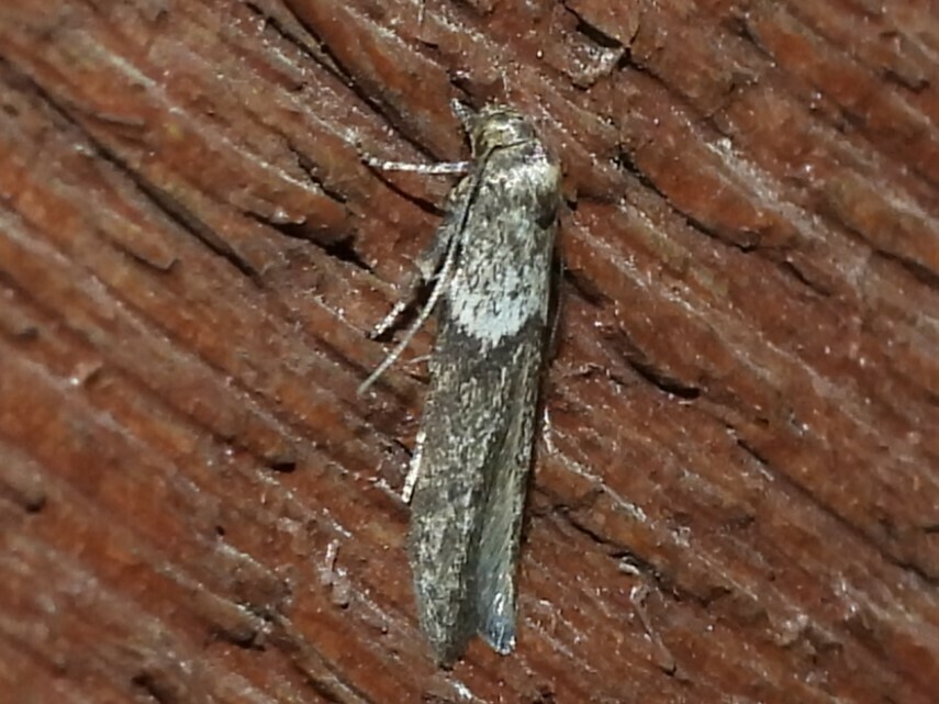 Blastobasis tanyptera from Coomba Park NSW 2428, Australia on October 6 ...