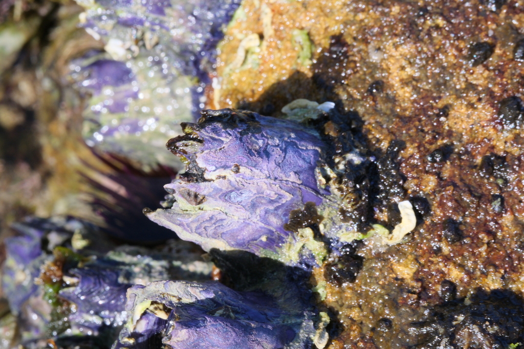 Austrobalanus imperator from Sydney NSW, Australia on October 6, 2024 ...